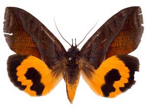 Moth Photographers Group – Eudocima serpentifera – 8543.1