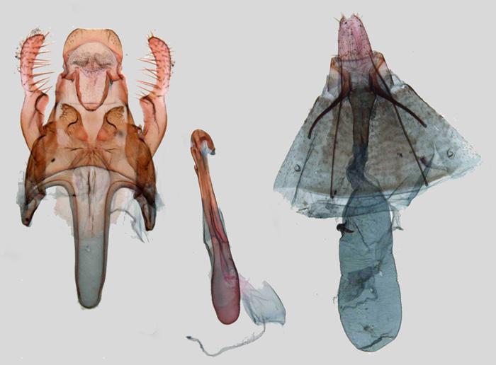 Moth Photographers Group – Genitalia – 990715 – 19715 – Tuta absoluta