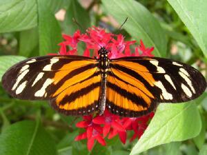 Moth Photographers Group -- Moths of Mexico by J.C.T. García Morales - B01
