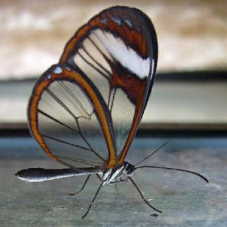 Moth Photographers Group -- Moths of Mexico by J.C.T. García Morales - B02
