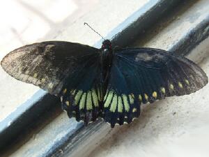 Moth Photographers Group -- Moths of Mexico by J.C.T. García Morales - B02