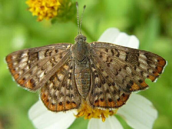Moth Photographers Group -- Moths of Mexico by J.C.T. García Morales - B02