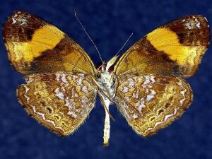 Moth Photographers Group -- Butterflies of Peru by Jim Vargo - 05
