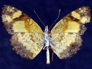 Moth Photographers Group -- Butterflies of Peru by Jim Vargo - 05