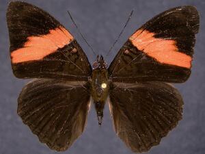 Moth Photographers Group -- Butterflies of Peru by Jim Vargo - 05