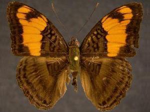 Moth Photographers Group -- Butterflies of Peru by Jim Vargo - 05