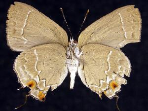 Moth Photographers Group -- Butterflies of Peru by Jim Vargo - 02