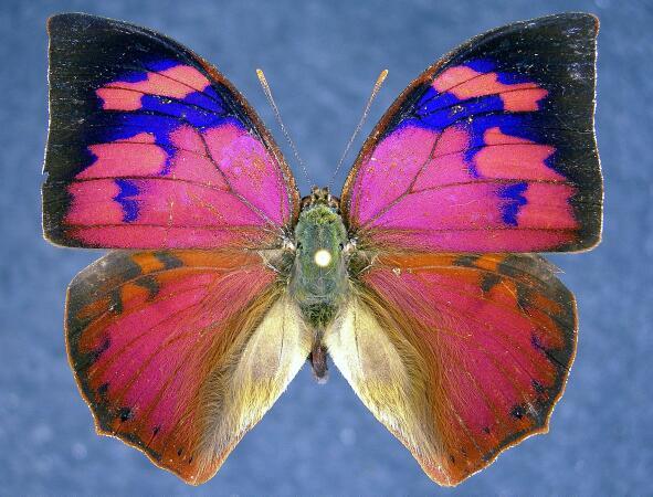 Moth Photographers Group -- Butterflies of Peru by Jim Vargo - 04