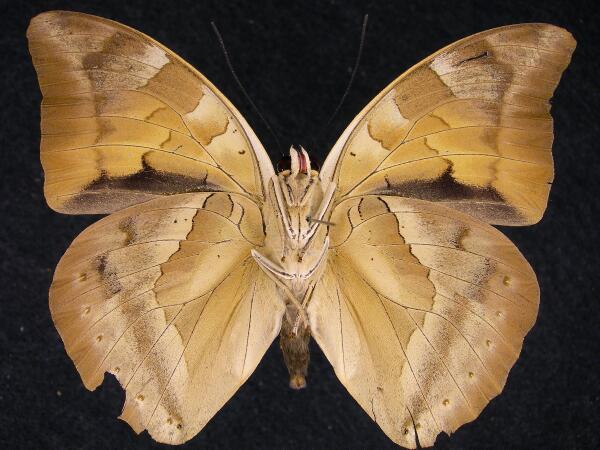 Moth Photographers Group -- Butterflies of Peru by Jim Vargo - 04