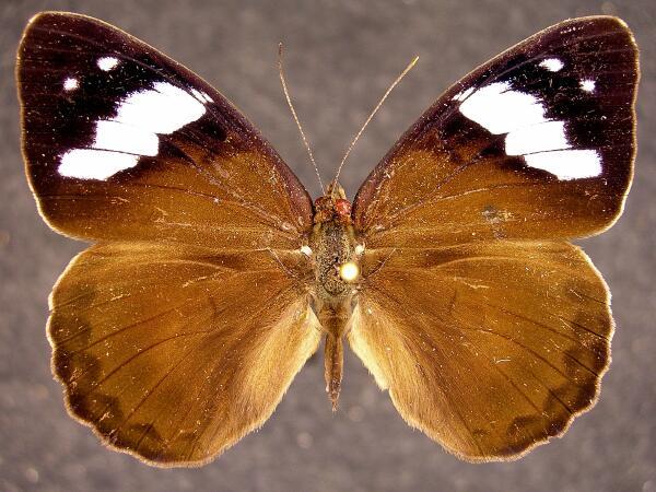 Moth Photographers Group -- Butterflies of Peru by Jim Vargo - 04