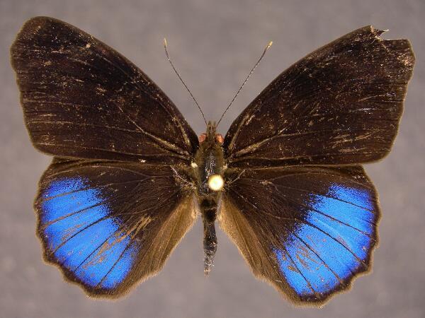 Moth Photographers Group -- Butterflies of Peru by Jim Vargo - 04