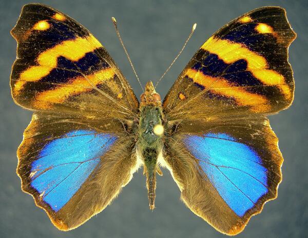 Moth Photographers Group -- Butterflies of Peru by Jim Vargo - 04