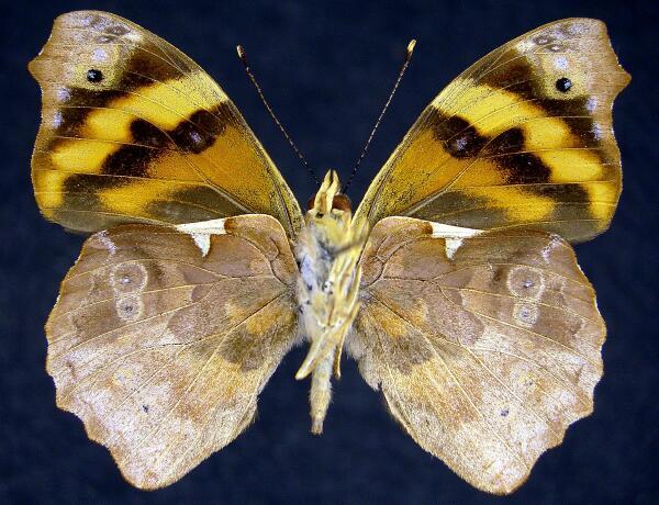 Moth Photographers Group -- Butterflies of Peru by Jim Vargo - 04