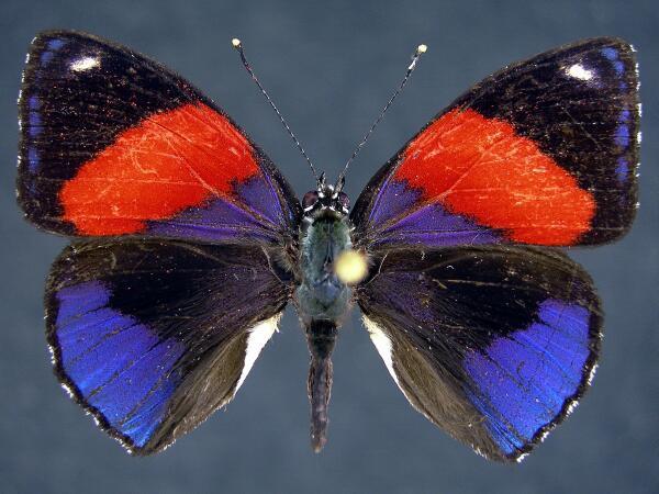 Moth Photographers Group -- Butterflies of Peru by Jim Vargo - 04