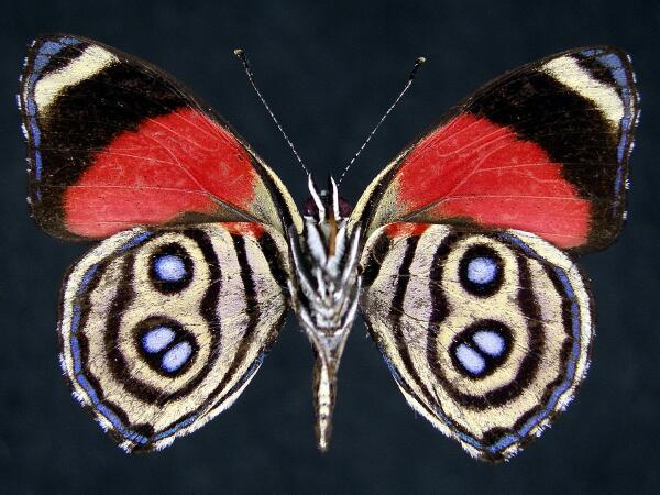 Moth Photographers Group -- Butterflies of Peru by Jim Vargo - 04