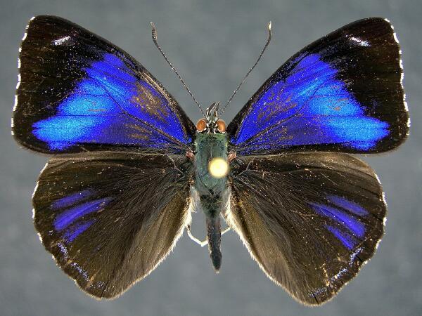 Moth Photographers Group -- Butterflies of Peru by Jim Vargo - 04
