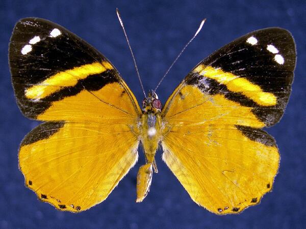 Moth Photographers Group -- Butterflies of Peru by Jim Vargo - 04