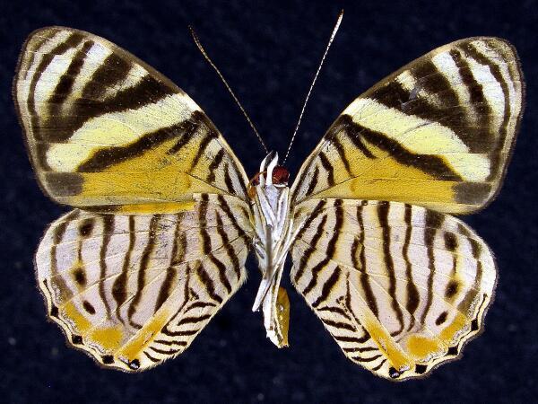 Moth Photographers Group -- Butterflies of Peru by Jim Vargo - 04