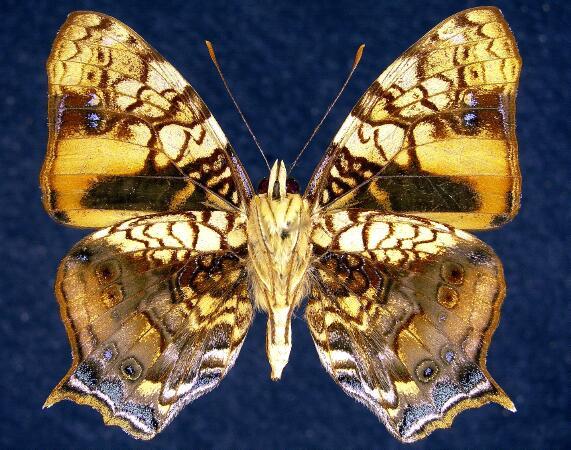 Moth Photographers Group -- Butterflies of Peru by Jim Vargo - 04