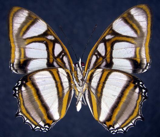 Moth Photographers Group -- Butterflies of Peru by Jim Vargo - 04