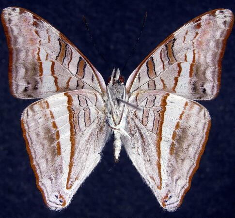 Moth Photographers Group -- Butterflies of Peru by Jim Vargo - 01