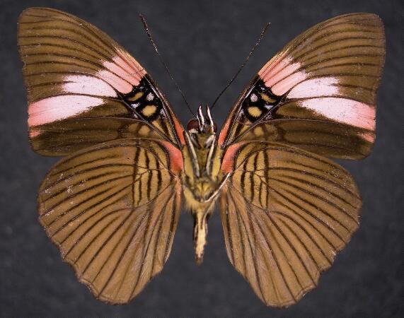 Moth Photographers Group -- Butterflies of Peru by Jim Vargo - 05