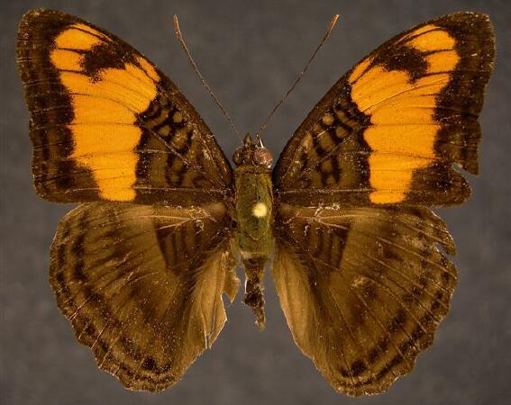 Moth Photographers Group -- Butterflies of Peru by Jim Vargo - 05