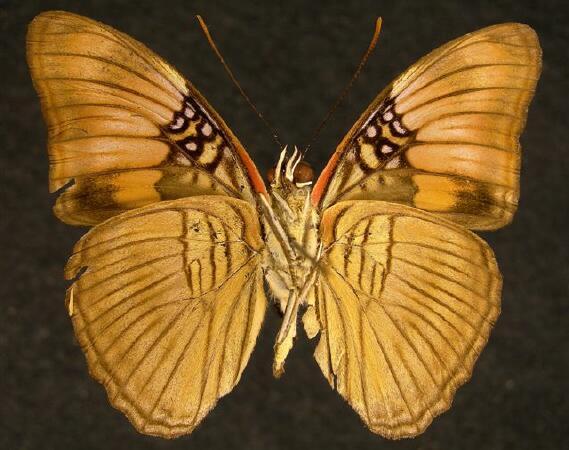 Moth Photographers Group -- Butterflies of Peru by Jim Vargo - 05