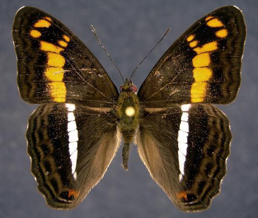 Moth Photographers Group -- Butterflies of Peru by Jim Vargo - 05