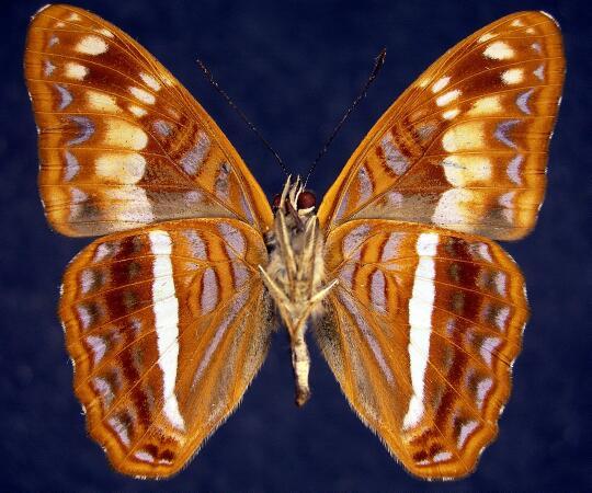 Moth Photographers Group -- Butterflies of Peru by Jim Vargo - 05