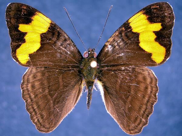 Moth Photographers Group -- Butterflies of Peru by Jim Vargo - 05