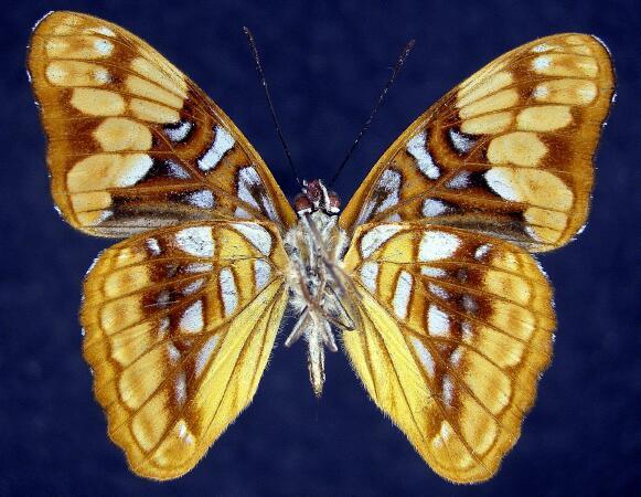 Moth Photographers Group -- Butterflies of Peru by Jim Vargo - 05