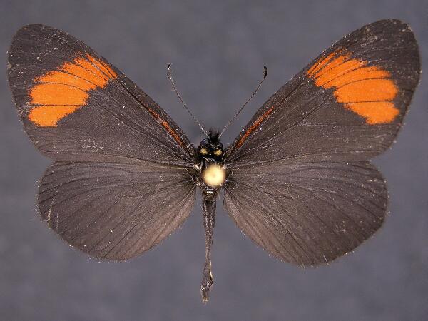 Moth Photographers Group -- Butterflies of Peru by Jim Vargo - 05