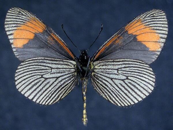 Moth Photographers Group -- Butterflies of Peru by Jim Vargo - 05