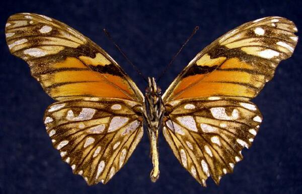 Moth Photographers Group -- Butterflies of Peru by Jim Vargo - 05