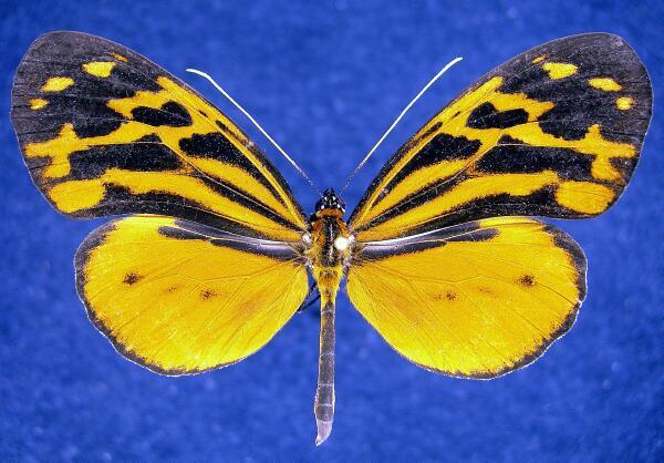 Moth Photographers Group -- Butterflies of Peru by Jim Vargo - 02
