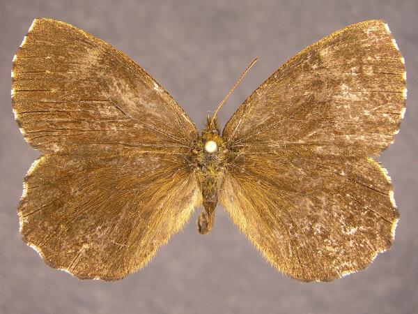 Moth Photographers Group -- Butterflies of Peru by Jim Vargo - 05