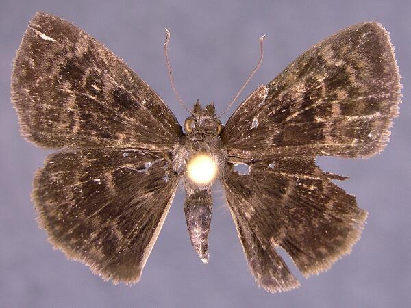 Moth Photographers Group -- Butterflies of Peru by Jim Vargo - 01