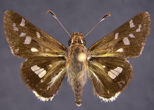 Moth Photographers Group -- Butterflies of Peru by Jim Vargo - 01