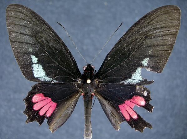 Moth Photographers Group -- Butterflies of Peru by Jim Vargo - 02