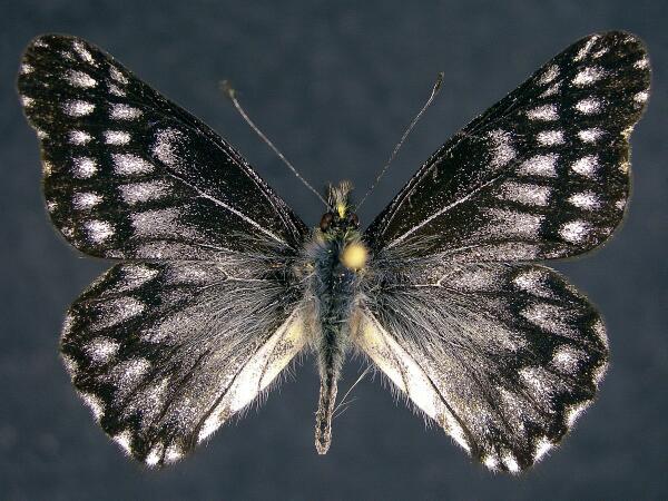 Moth Photographers Group -- Butterflies of Peru by Jim Vargo - 02