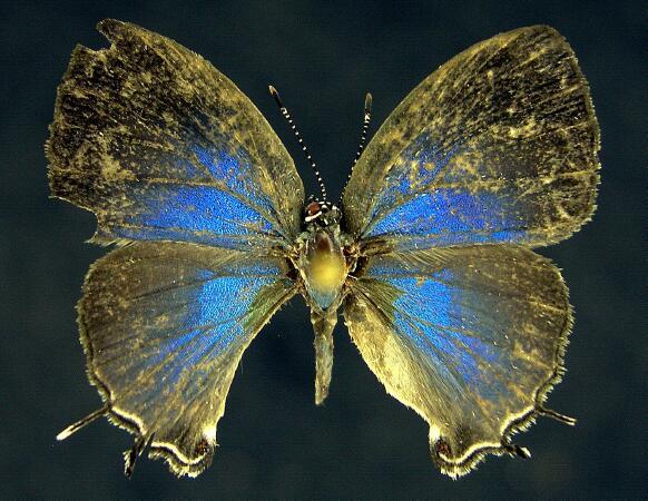 Moth Photographers Group -- Butterflies of Peru by Jim Vargo - 02