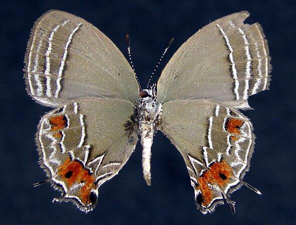 Moth Photographers Group -- Butterflies of Peru by Jim Vargo - 02