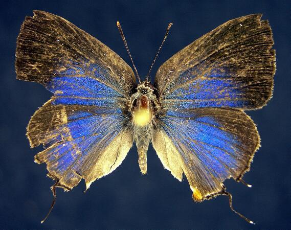 Moth Photographers Group -- Butterflies of Peru by Jim Vargo - 02