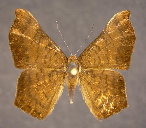 Moth Photographers Group -- Butterflies of Peru by Jim Vargo - 01