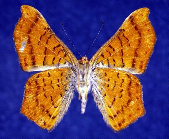 Moth Photographers Group -- Butterflies of Peru by Jim Vargo - 01