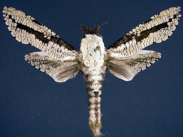 Moth Photographers Group -- Moths of Peru by Jim Vargo - Micromoths