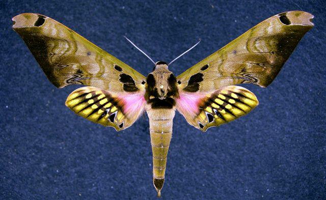 Moth Photographers Group -- Jim Vargo's Moths of Peru - Sphingidae