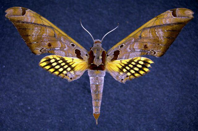 Moth Photographers Group -- Jim Vargo's Moths of Peru - Sphingidae