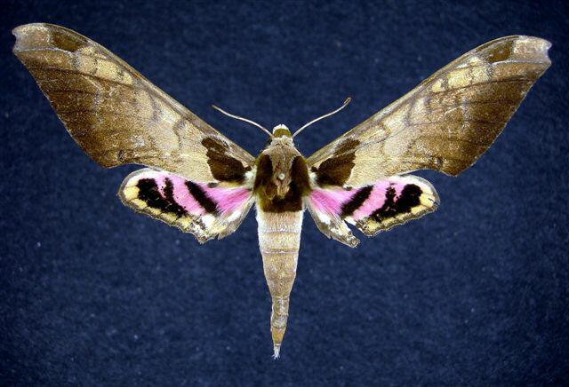 Moth Photographers Group -- Jim Vargo's Moths of Peru - Sphingidae